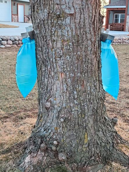 Sap Collection Bag Options | Smoky Lake Maple Products, LLC